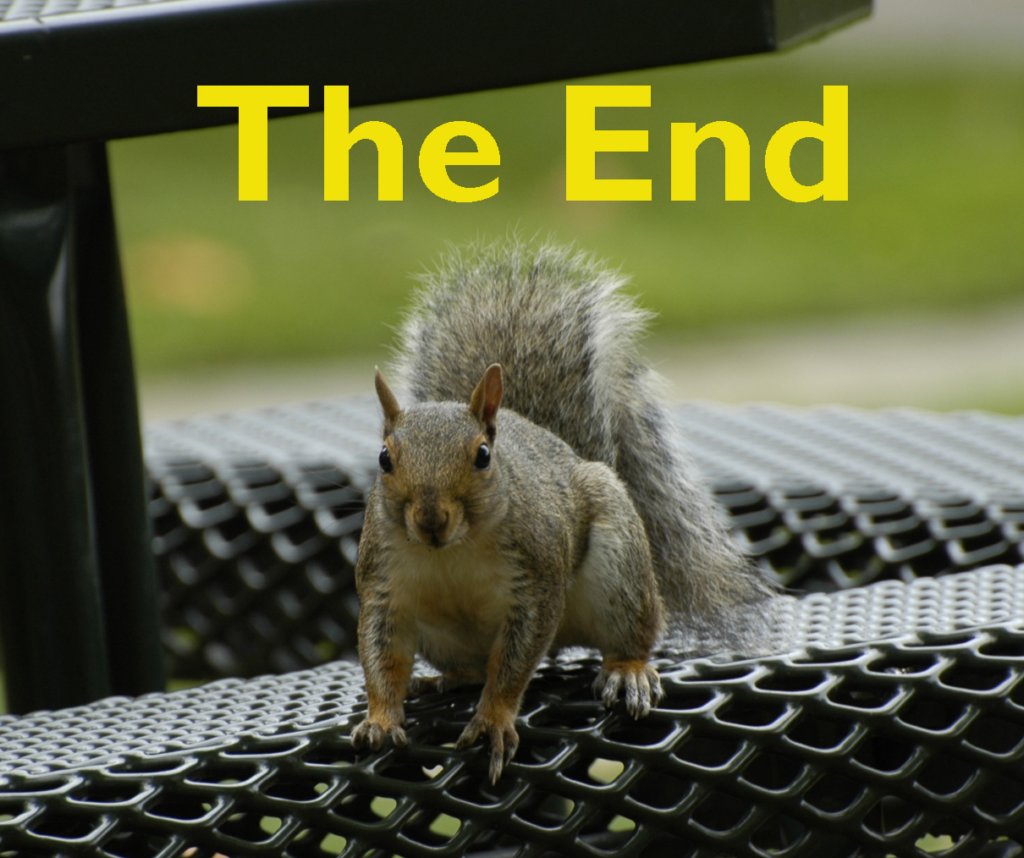 Squirrels for Peace, too!